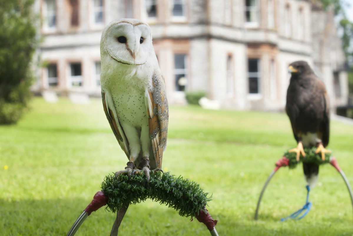 Falconry Sessions In Monaghan Ireland | Castle Leslie Estate