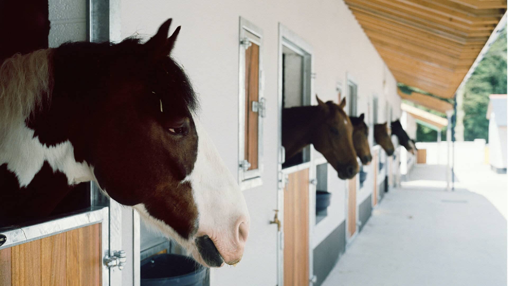 Horse Riding Gallery | Equestrian Photos | Castle Leslie